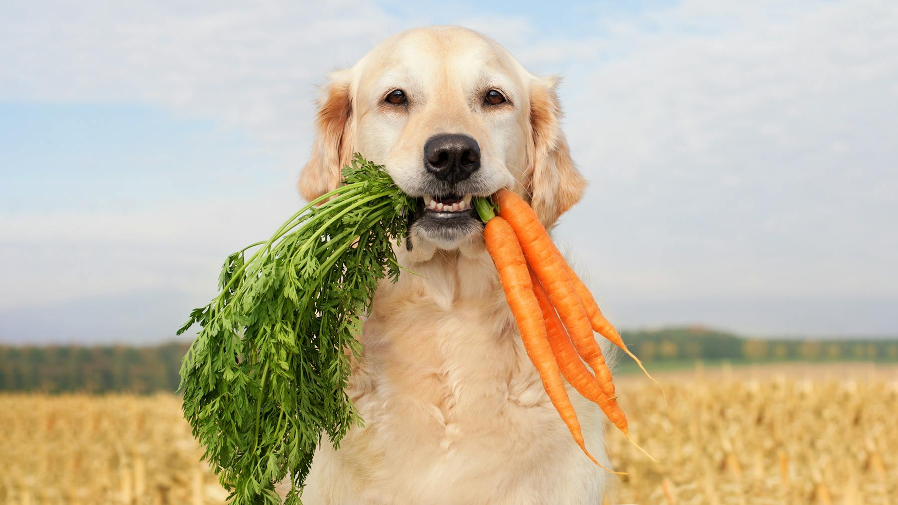 The Farmer’s Dog, on Pace for $800 Million in Sales, Looks for Fresh ...